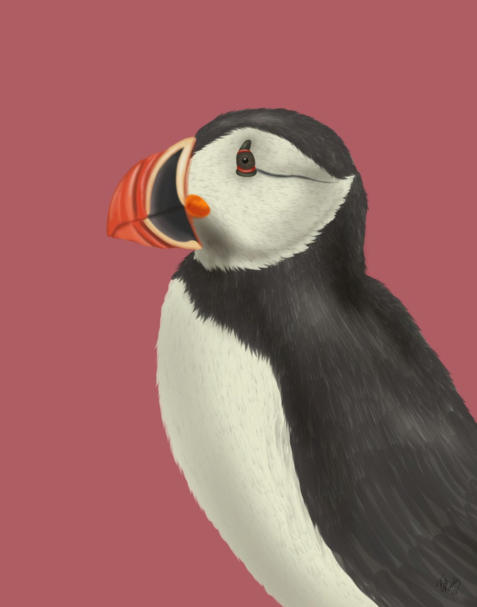 Puffin Portrait 3 Art Print, Canvas, Wall Art — FabFunky